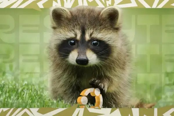 Ubuntu 26.04 LTS "Resolute Raccoon" já tem builds diários disponíveis